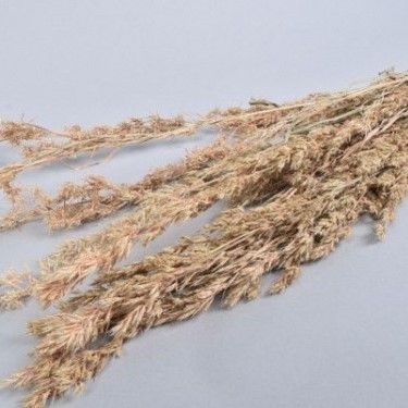 Droogbloemen: Droog gras naturel